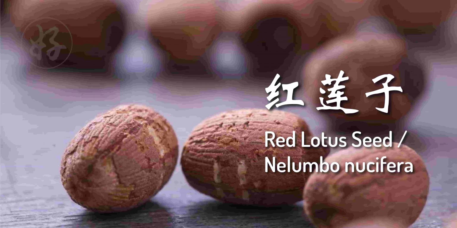 Red Lotus Seed - Yew Chian Haw